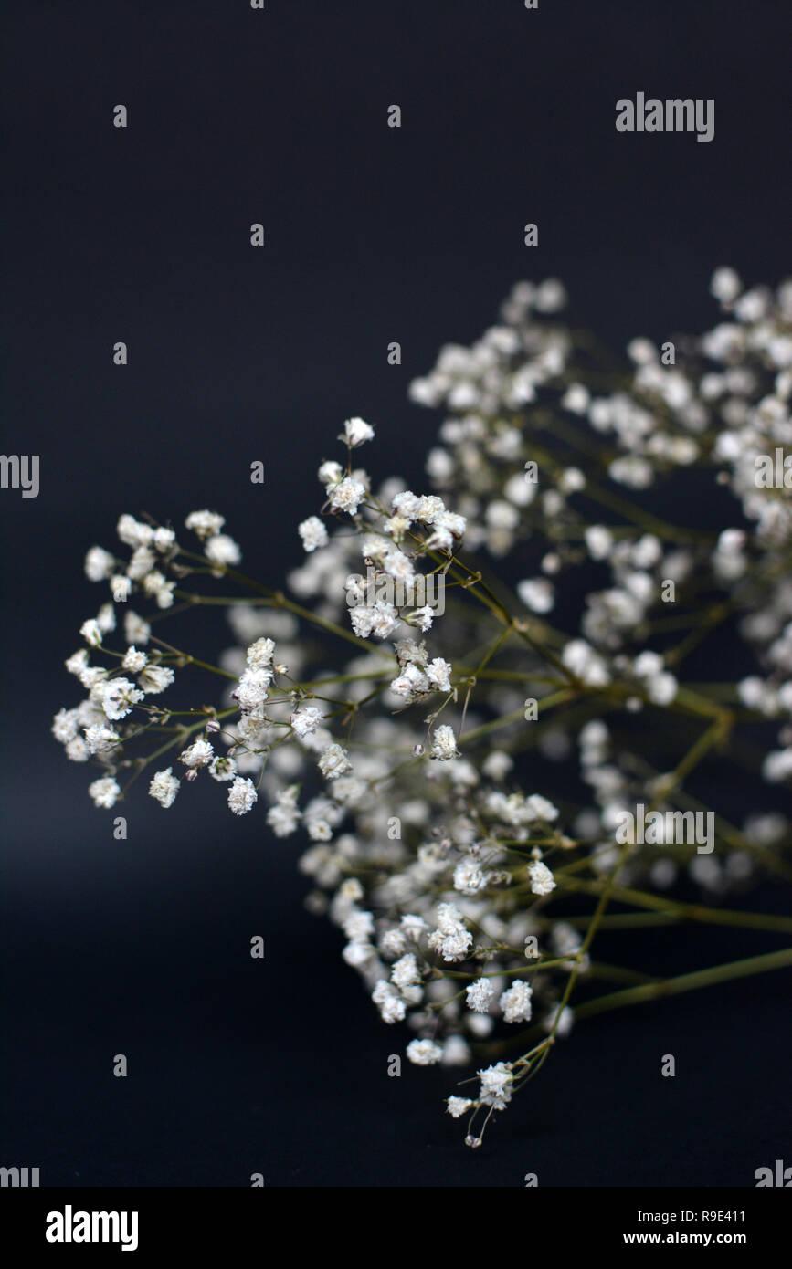 Gypsophila paniculata flower hi-res stock photography and images - Alamy