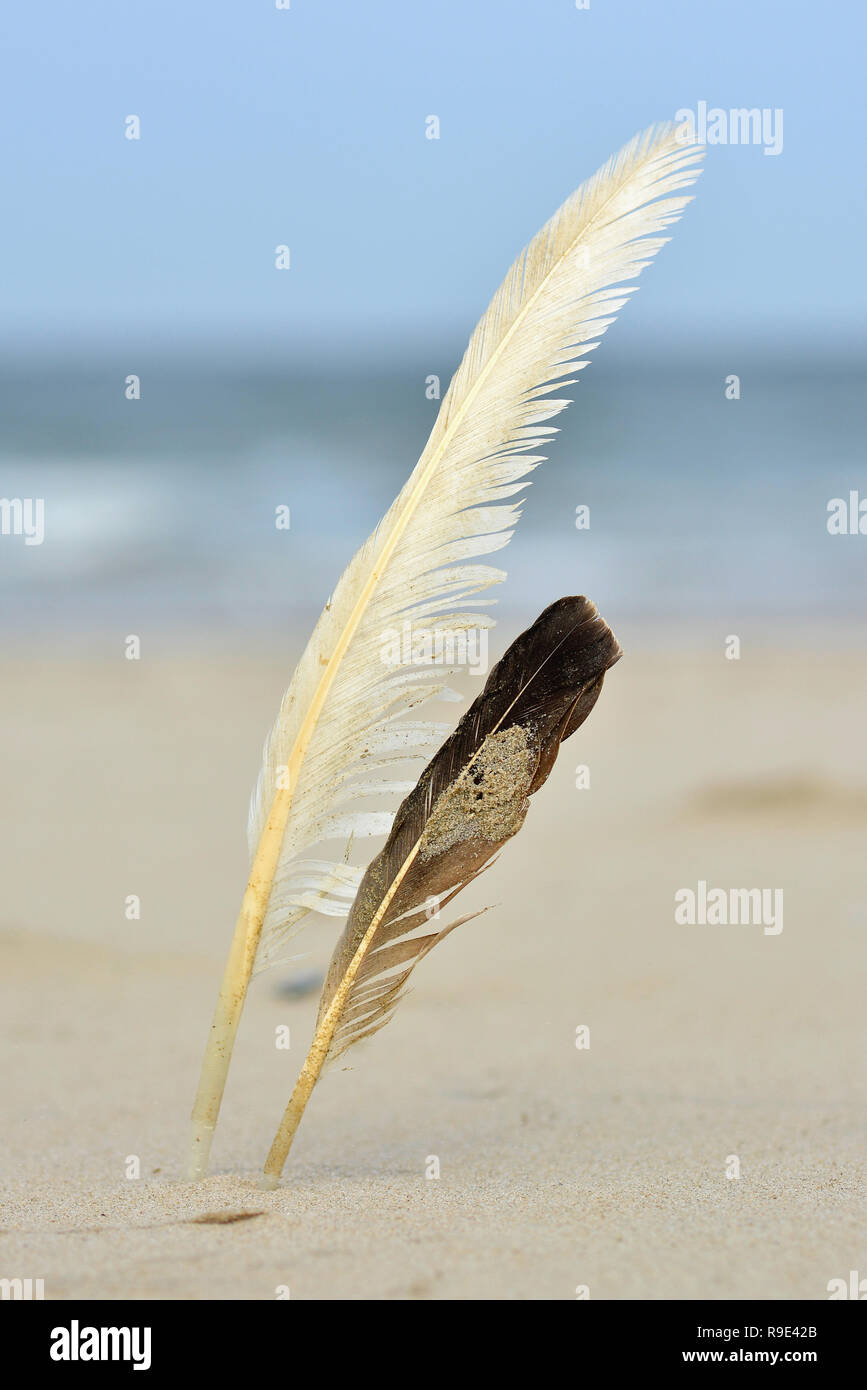 Two white and dark seagull bird feathers uprigt in the sand on a beach ...