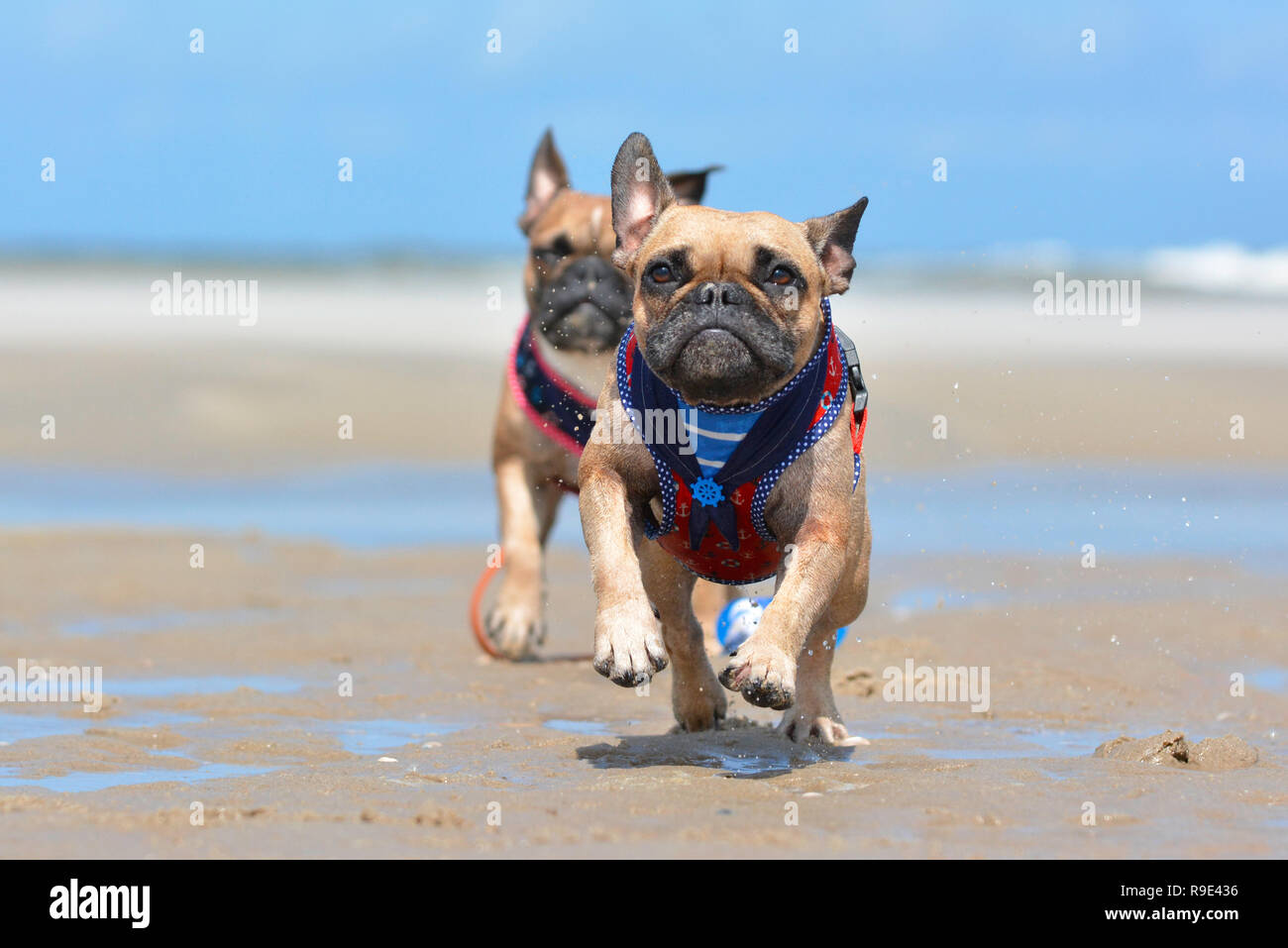 Two fawn French Bulldogs running towards camera on beach wearing ...
