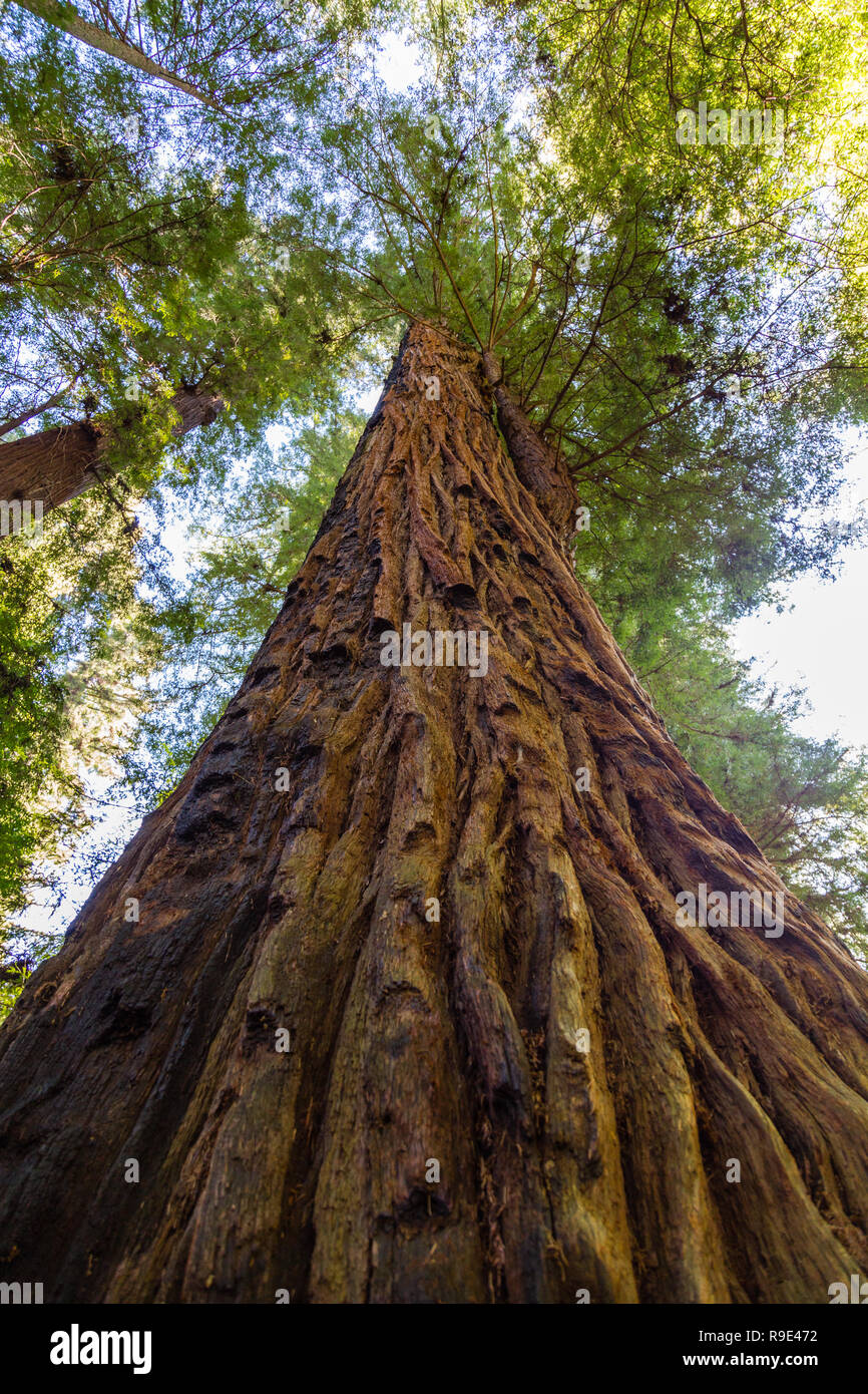 Looking up a California redwood tree in Henry Cowell Redwoods State ...