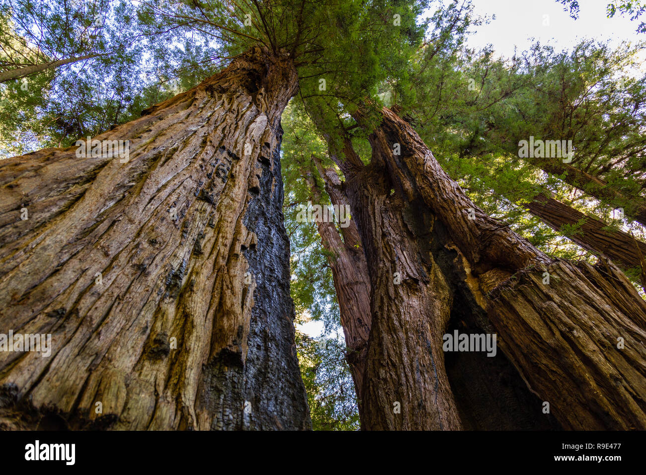 Looking up at California redwood trees with interesting trunks in Henry Cowell Redwoods State ...