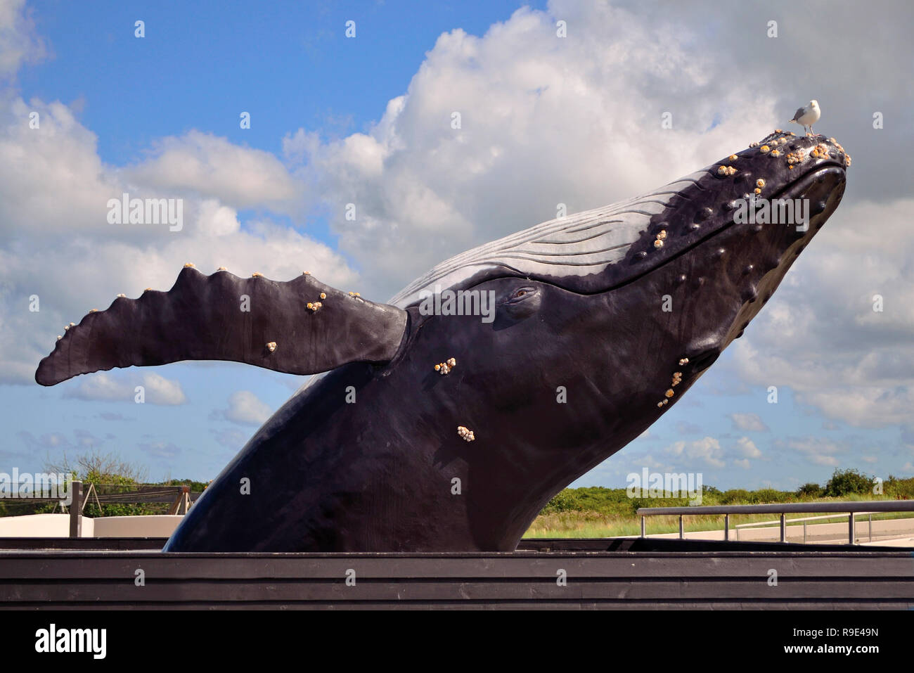 exel, Netherlands, 6.15.2017 Life sized realistic jumping baleen ...