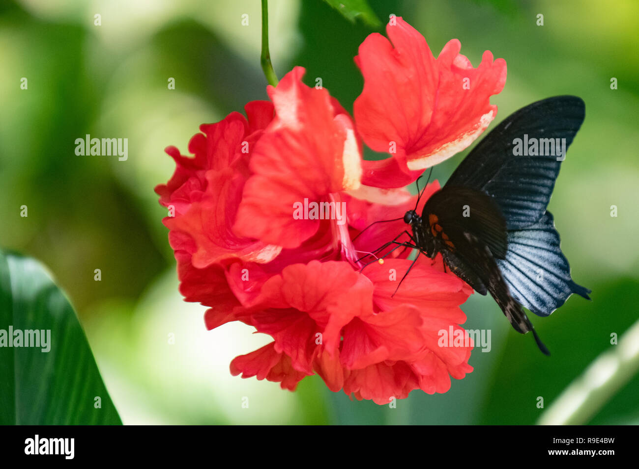 Memnon butterfly male on a red hibiscus flower - great mormon ...