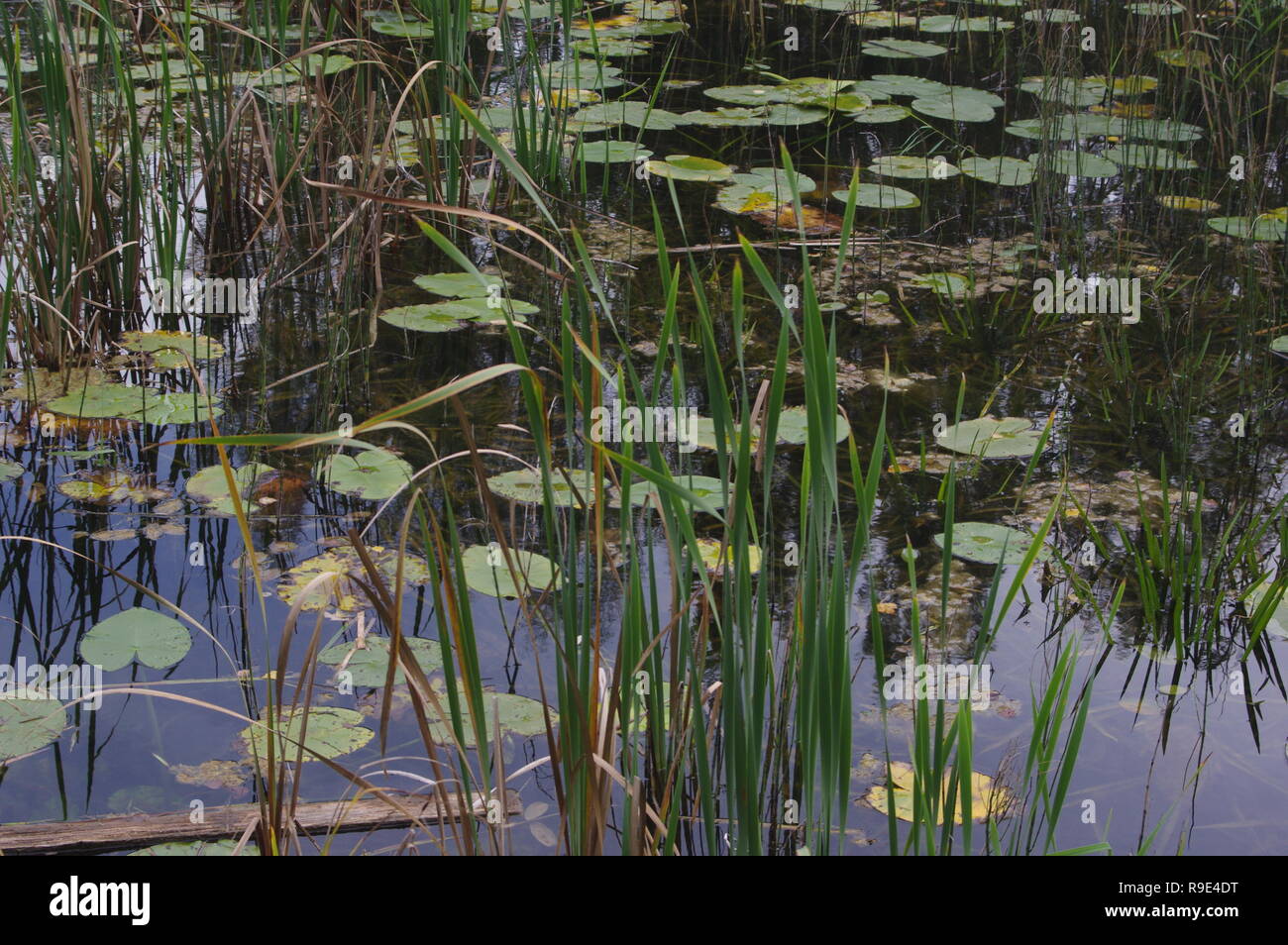 Reflections of wild ponds hi-res stock photography and images - Alamy