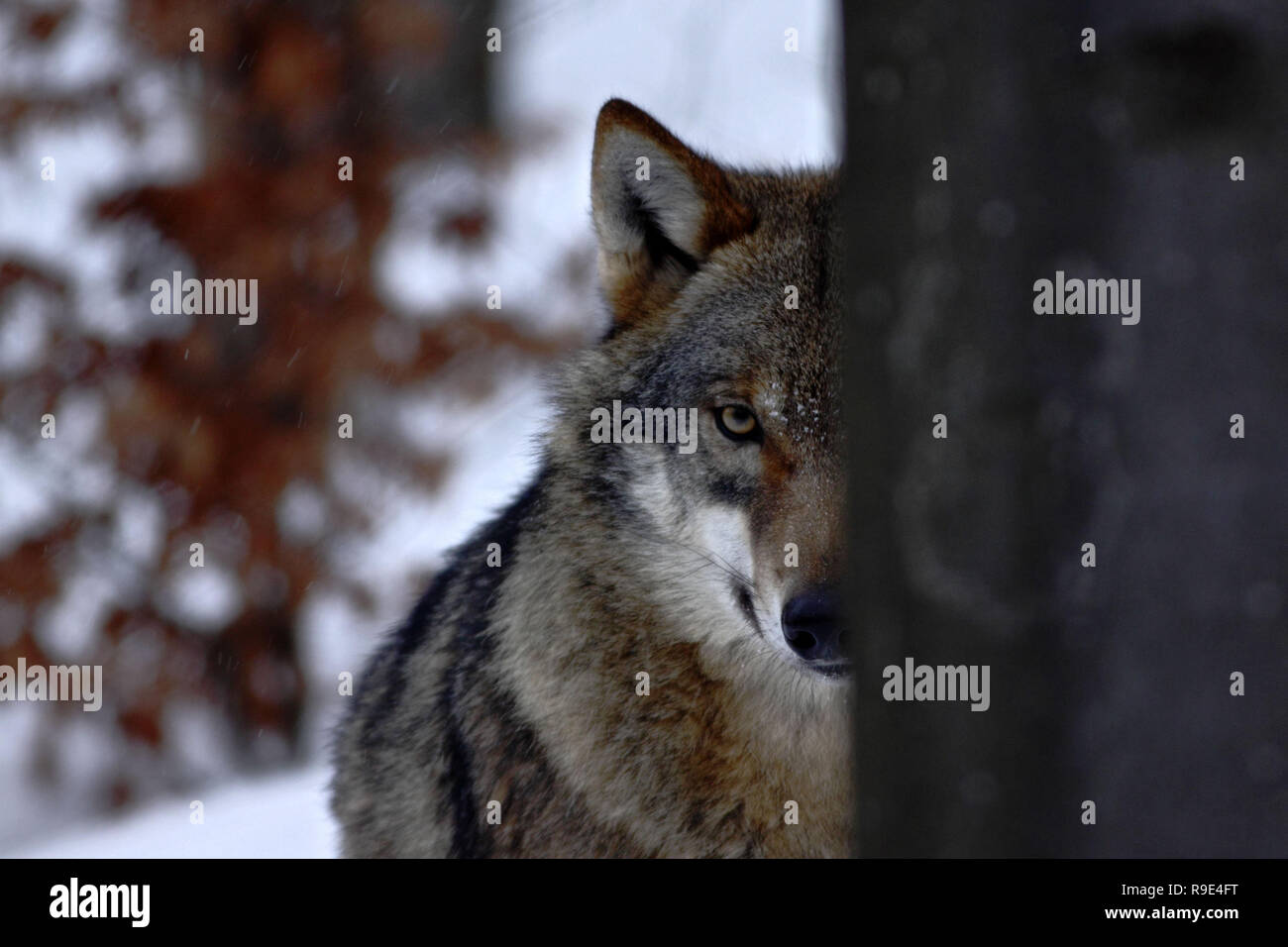 beautiful wolf (canis lupus) in winter, wolf in snowy landscape ...