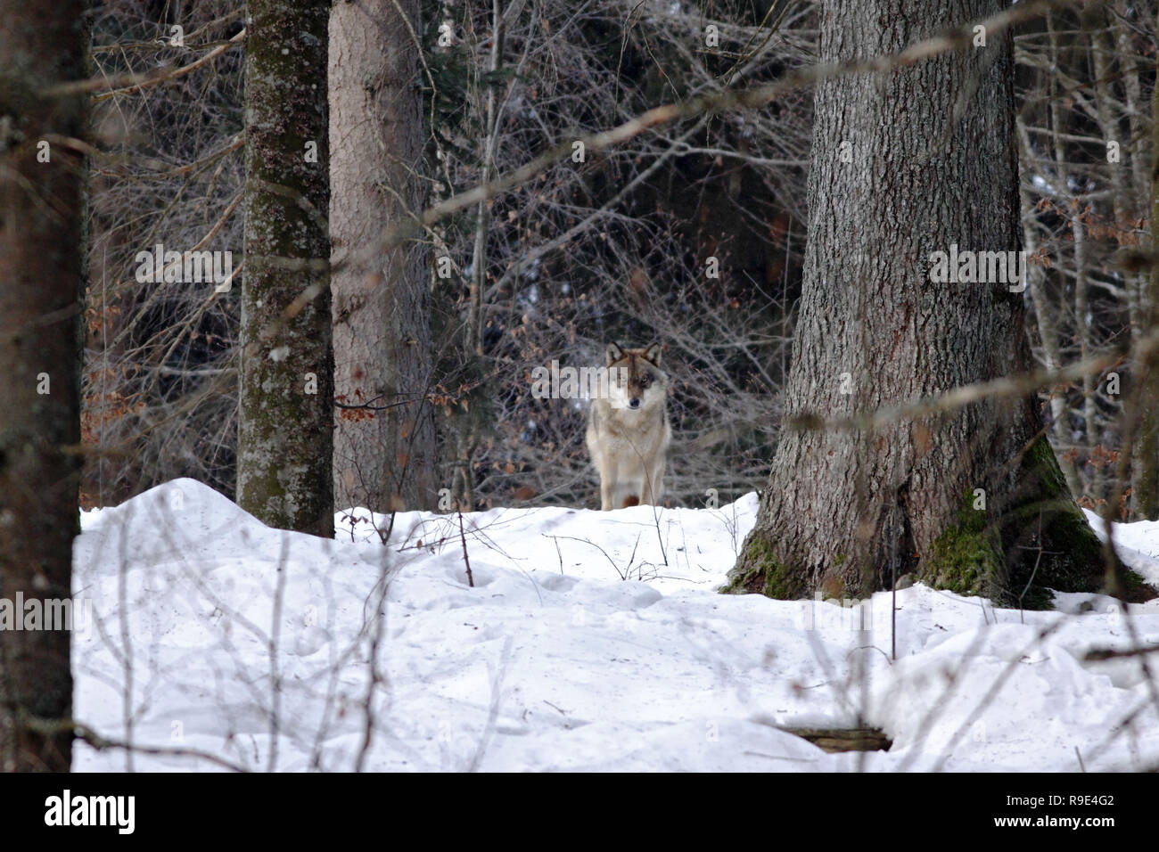 beautiful wolf (canis lupus) in winter, wolf in snowy landscape ...