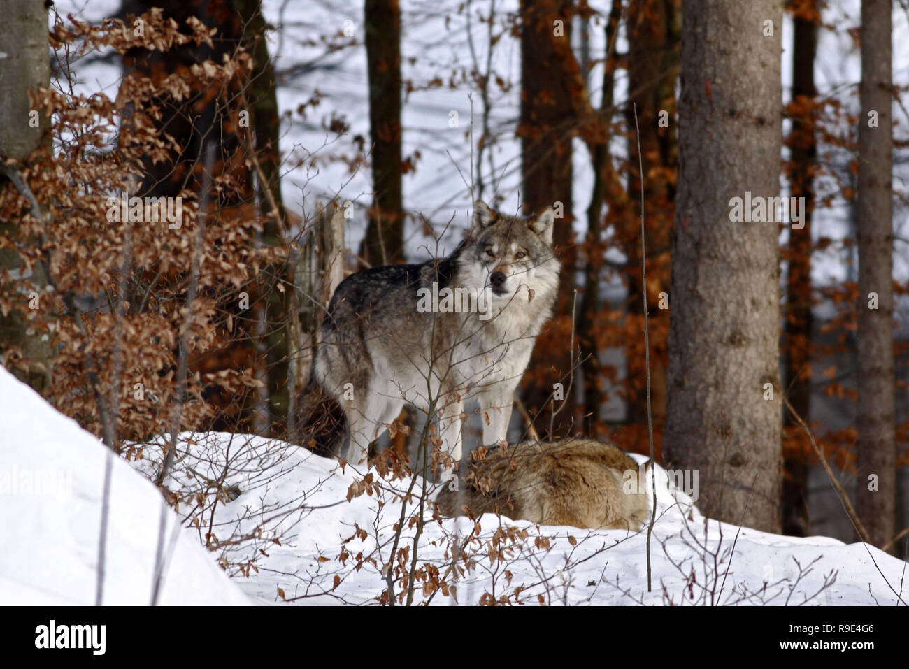 beautiful wolf (canis lupus) in winter, wolf in snowy landscape ...