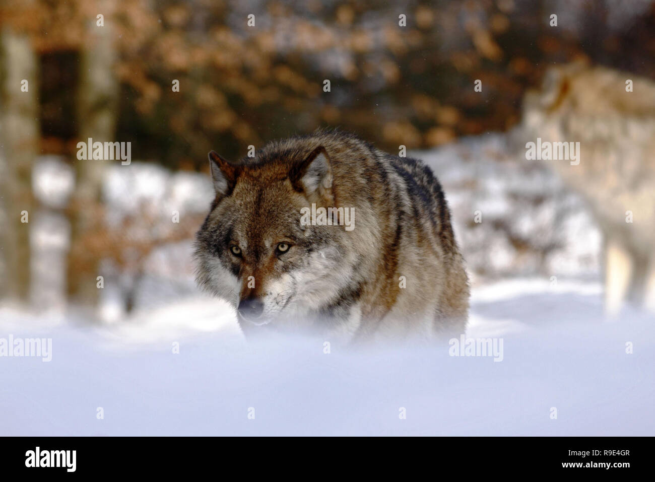 beautiful wolf (canis lupus) in winter, wolf in snowy landscape ...