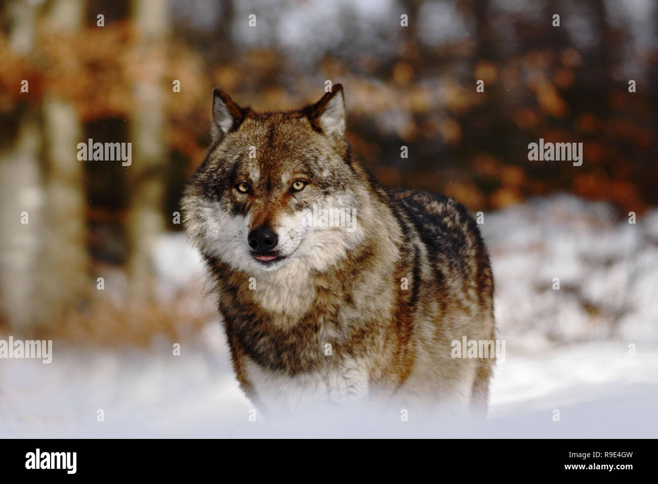 beautiful wolf (canis lupus) in winter, wolf in snowy landscape ...