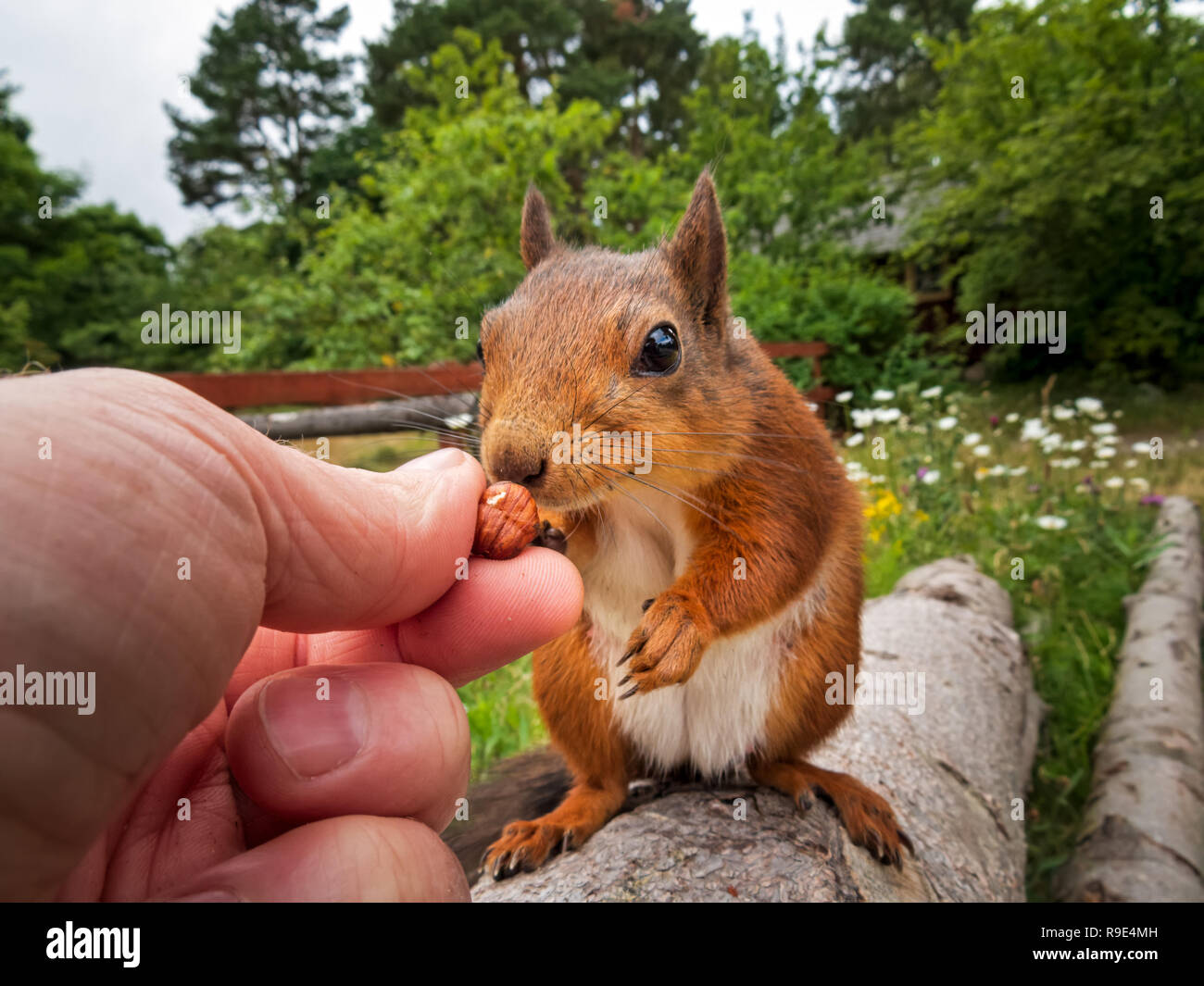 Cute squirrel taking hazelnut from hand Stock Photo - Alamy