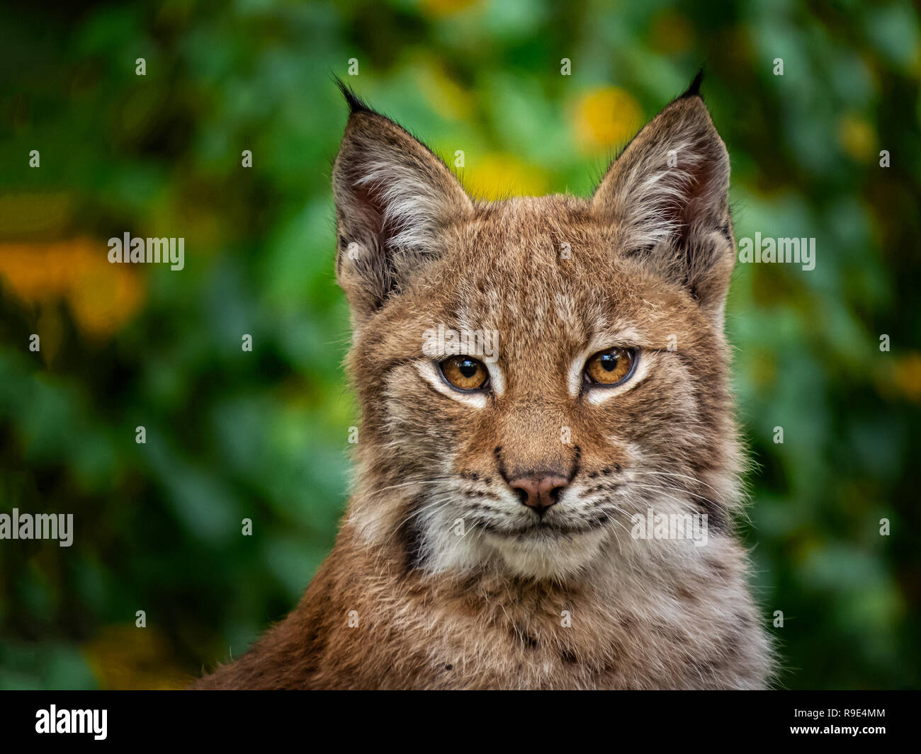 Portrait lynx lynx hi-res stock photography and images - Alamy