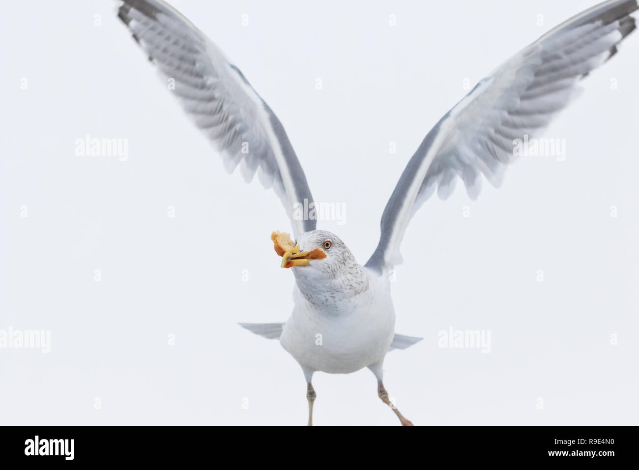 seagull with piece of bread Stock Photo - Alamy