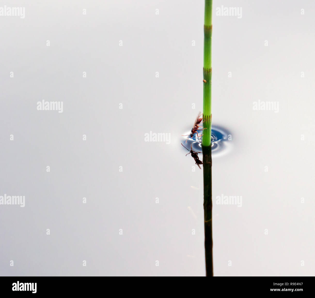 tiny insect on straw in lake Stock Photo - Alamy