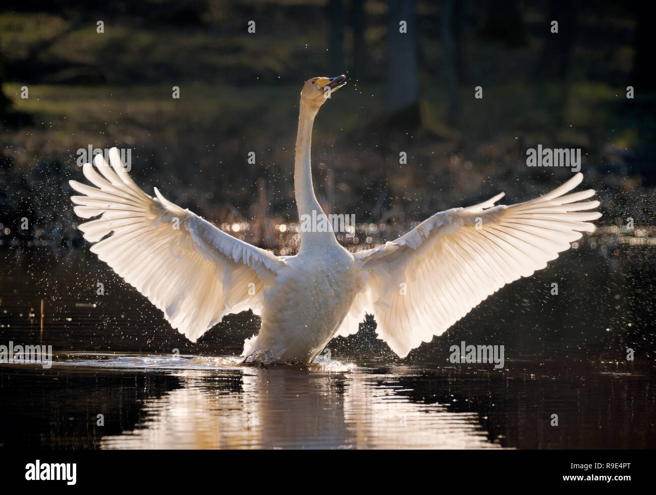Swan Wings Spread