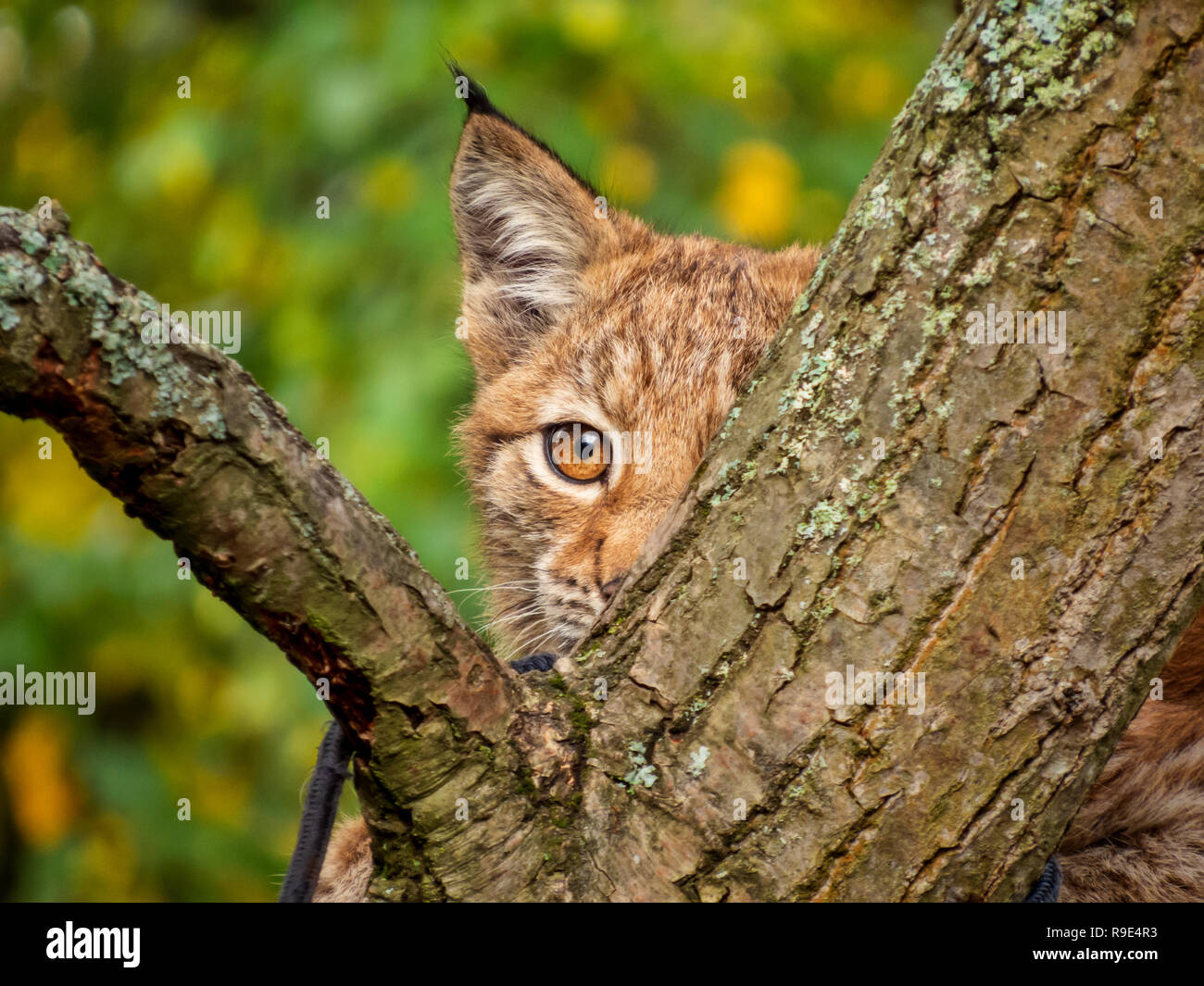 young lynx behind a tree Stock Photo - Alamy