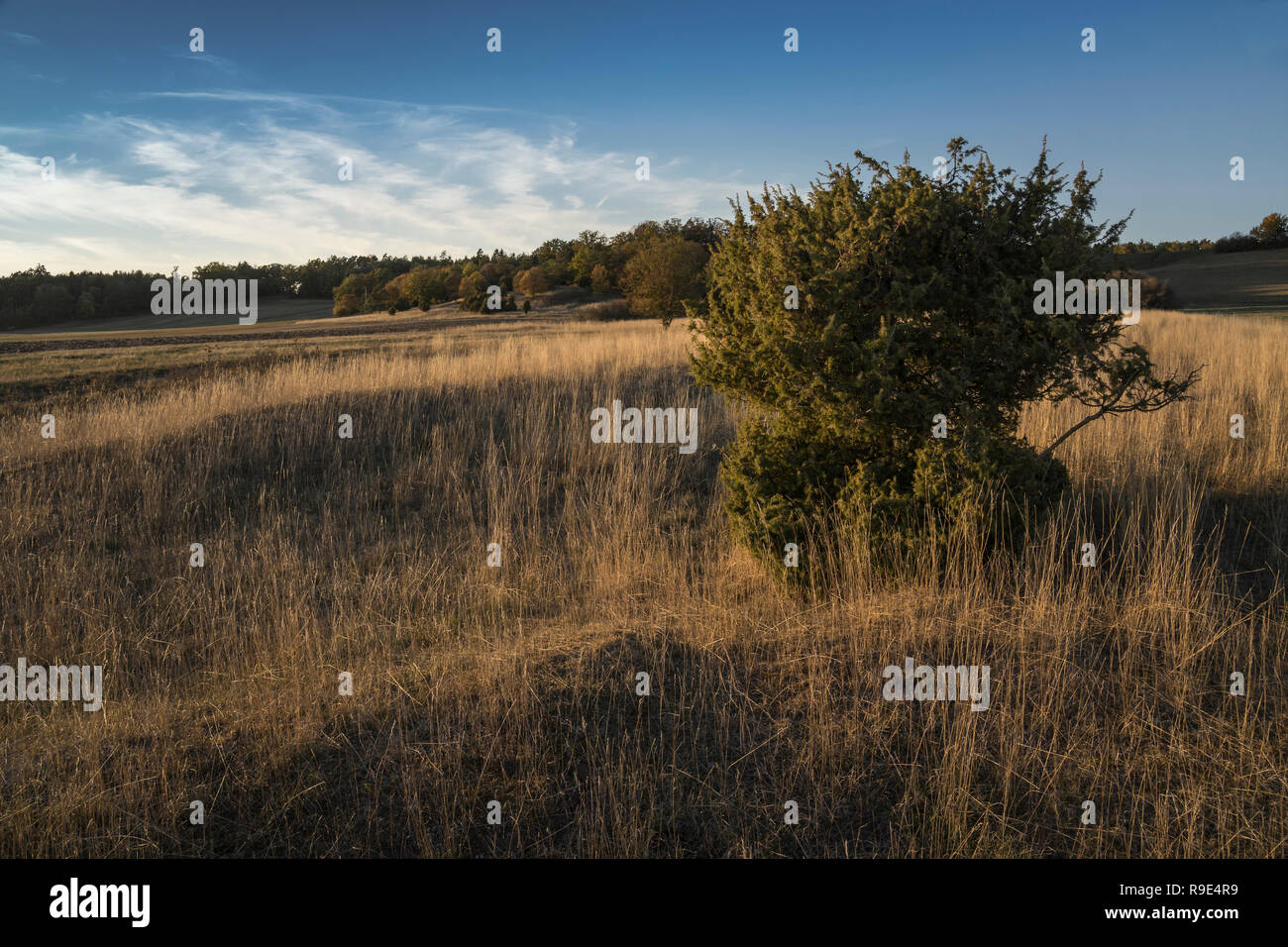 Horizon juniper hi-res stock photography and images - Alamy