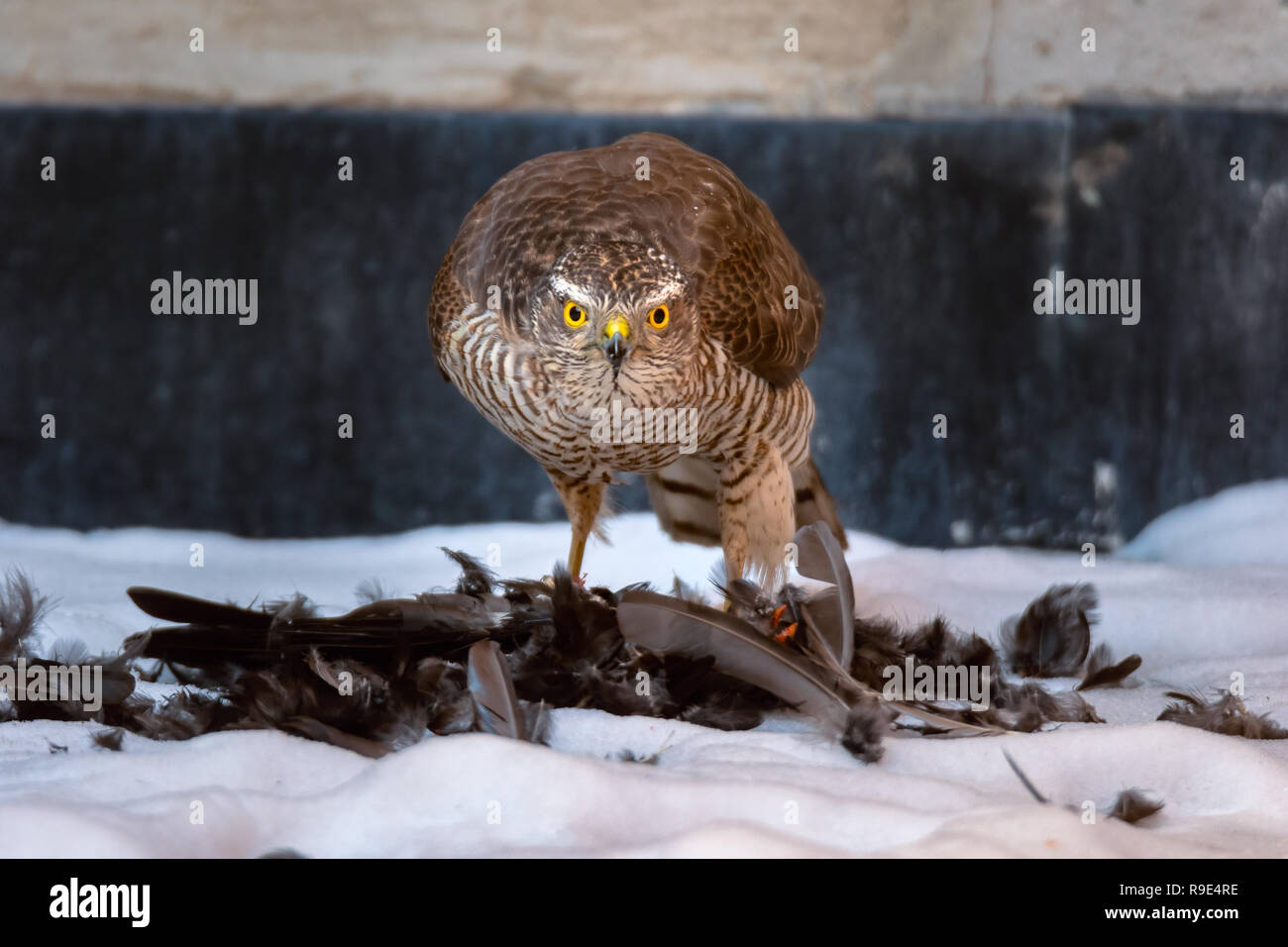 sparrow hawk eating a blackbird Stock Photo - Alamy