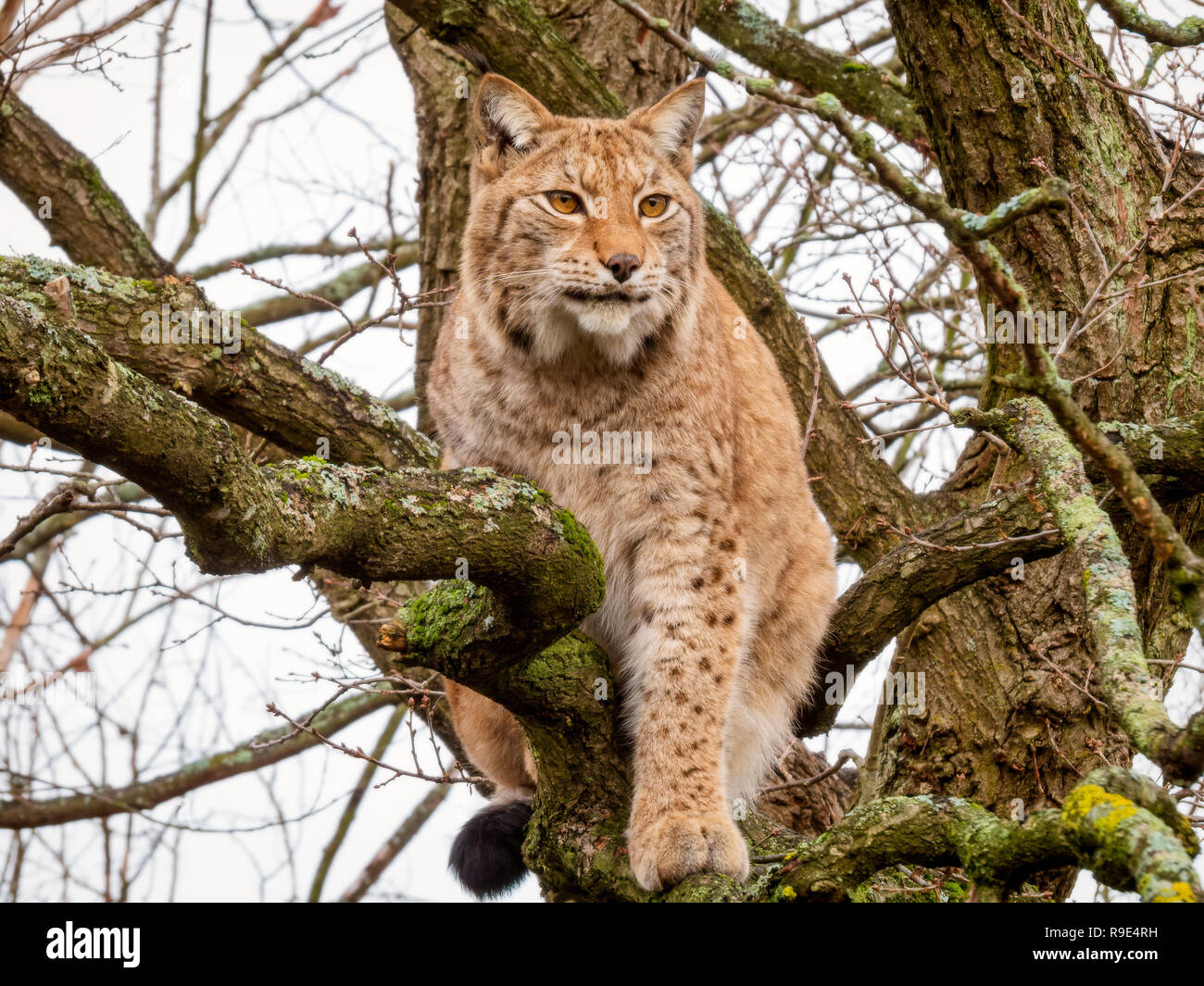 lynx high up in a tree Stock Photo - Alamy