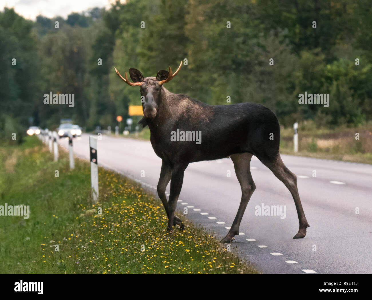 Person crossing danger hi-res stock photography and images - Alamy