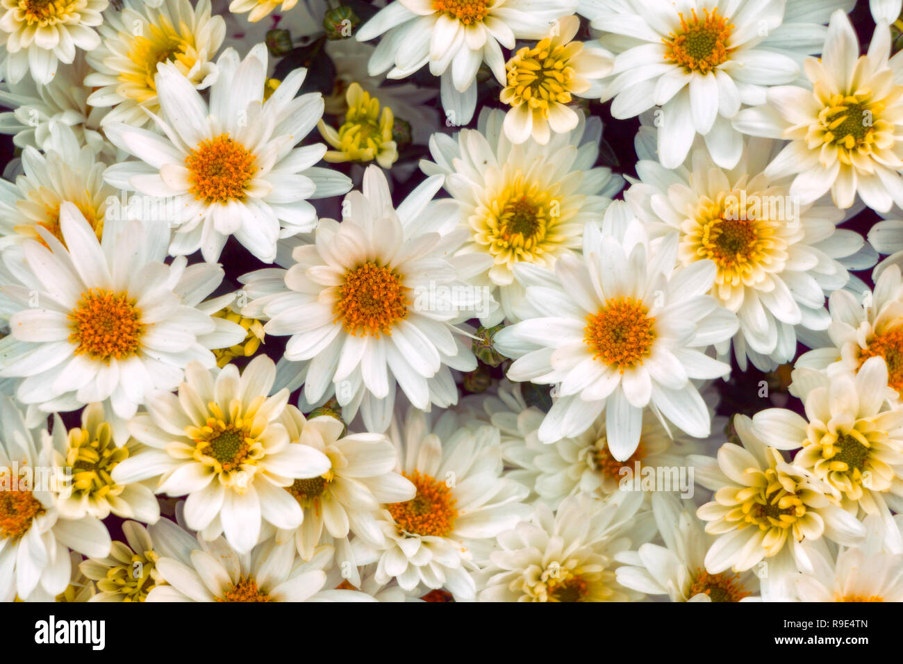 pattern of white flowers Stock Photo - Alamy