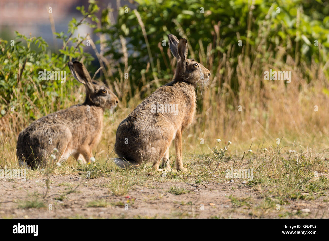 Rabbits field animal wildlife hi-res stock photography and images - Alamy