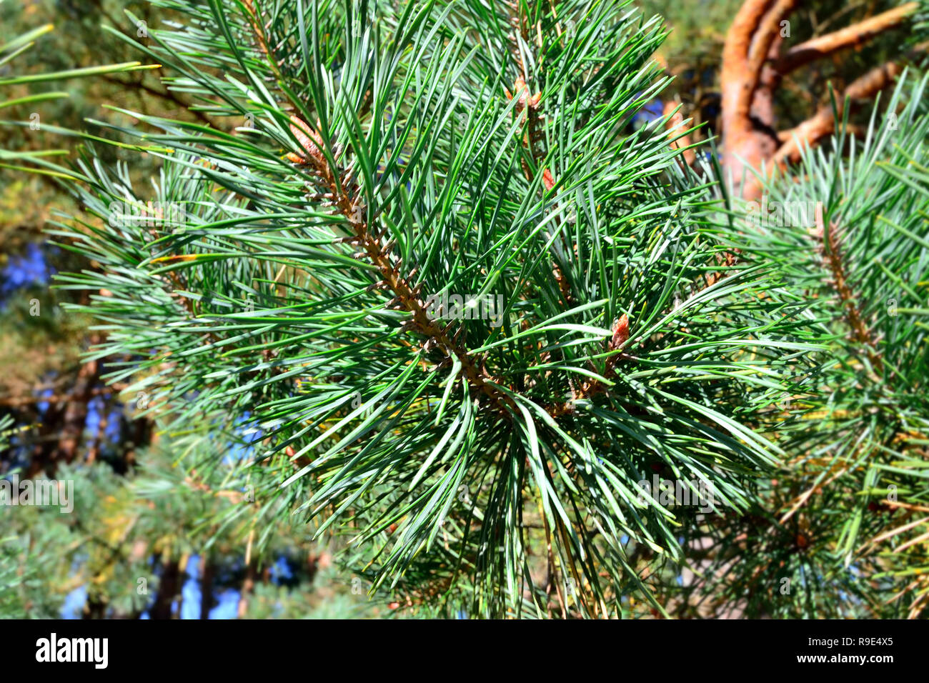 Pinus mugo. Needles and buds closeup. Natural background Stock Photo ...