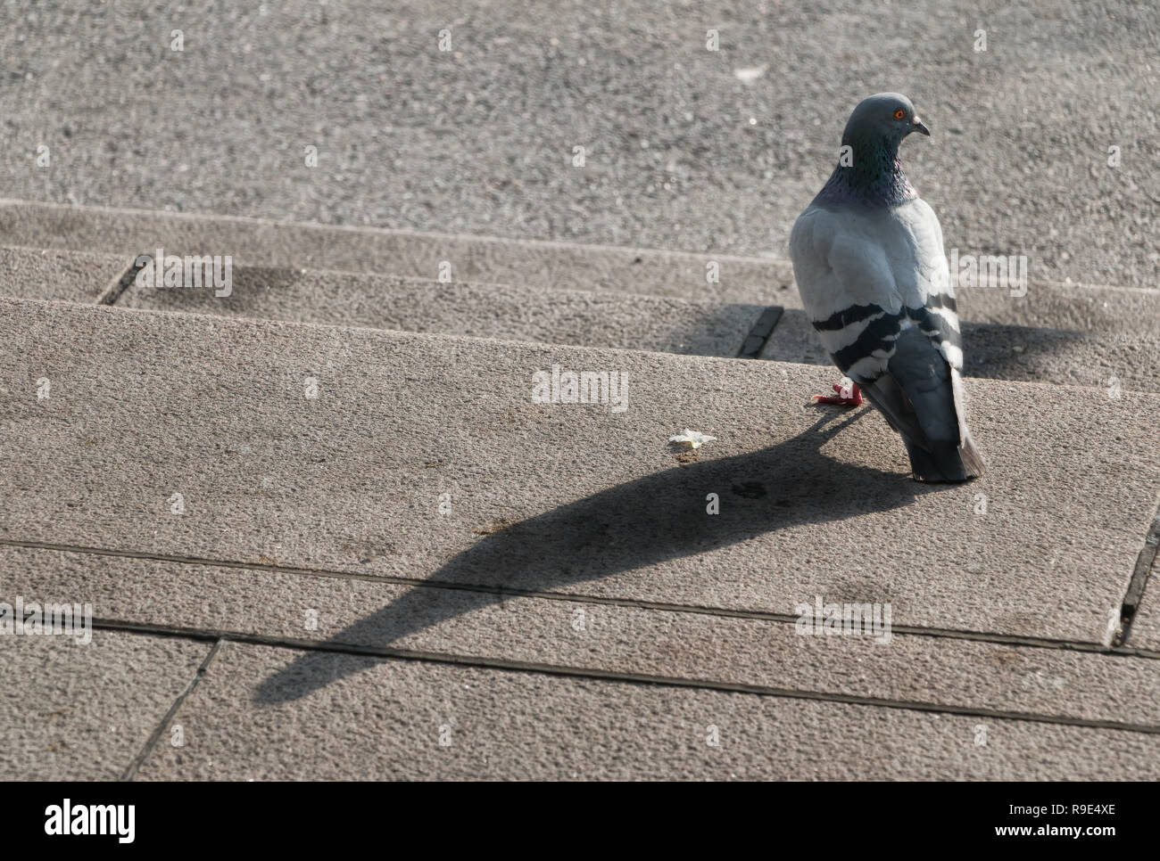 single pigeon in square Stock Photo - Alamy
