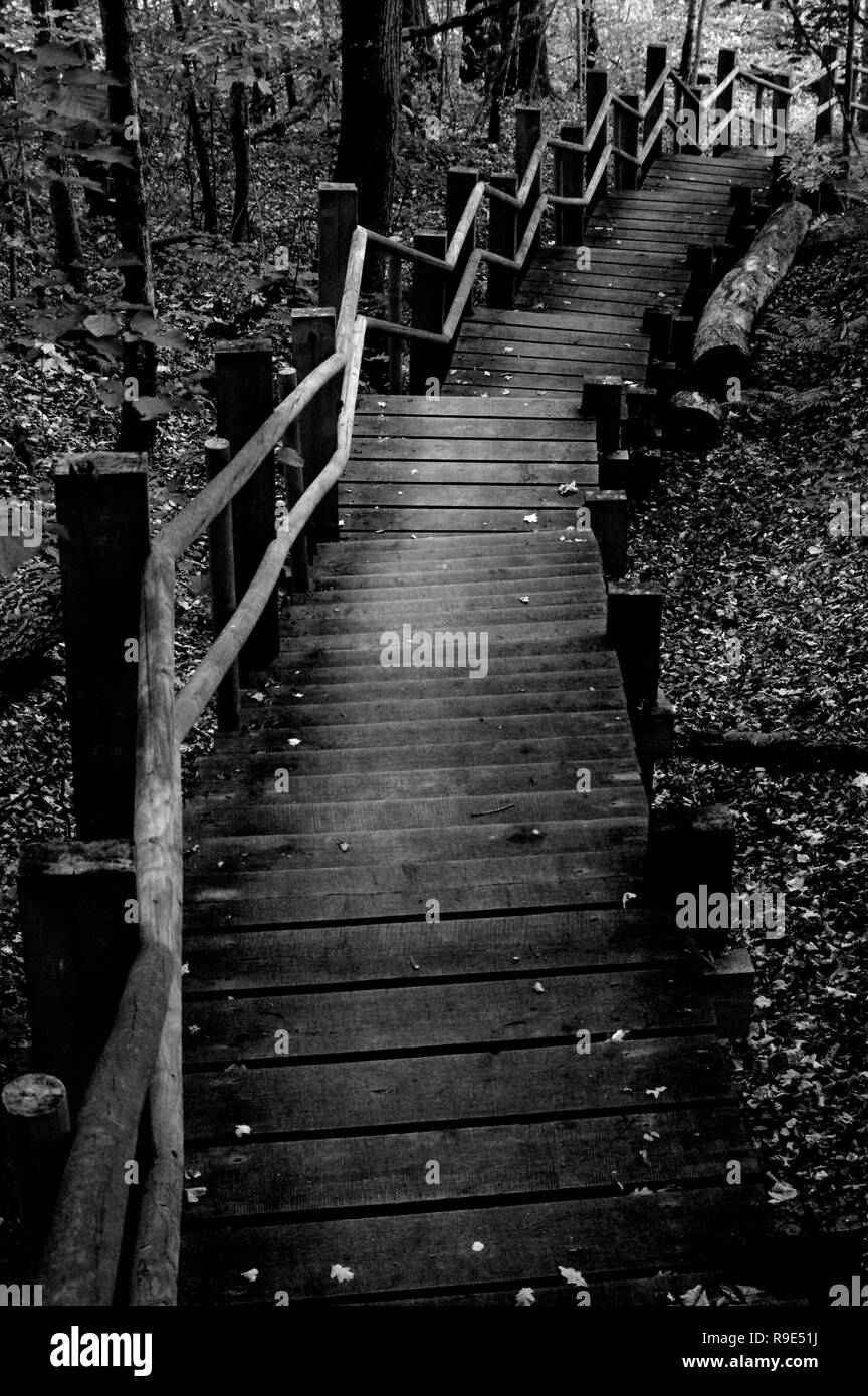 Mysterious dark path between trees and pine forest in the wild nature ...