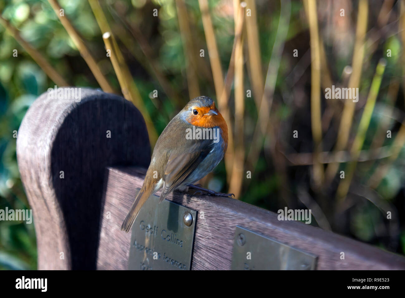 Close-up of a friendly Robin poses on a memorial bench Stock Photo - Alamy