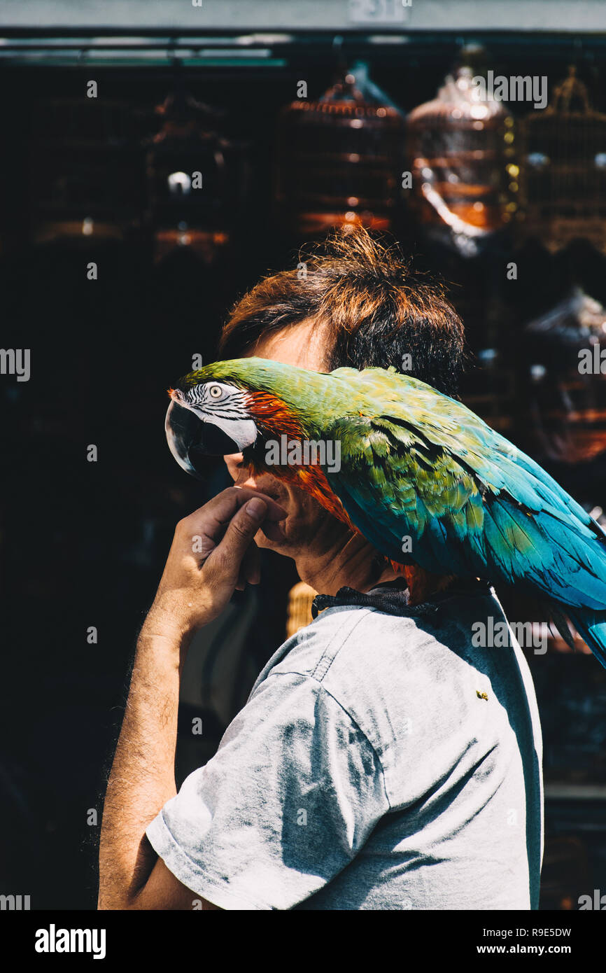 Parrot city hi-res stock photography and images - Alamy