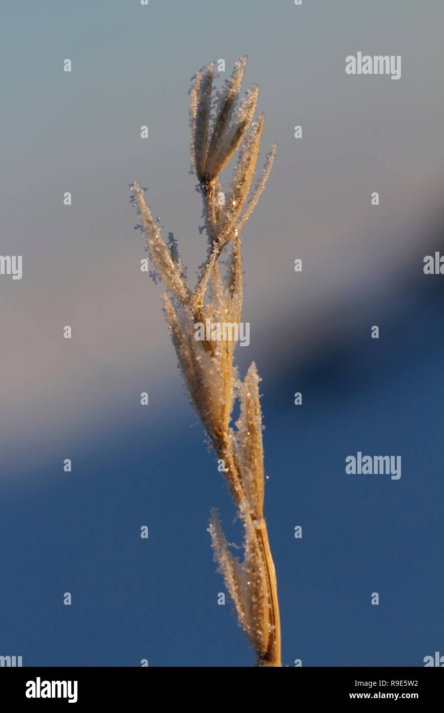 Arenarius hi-res stock photography and images - Alamy