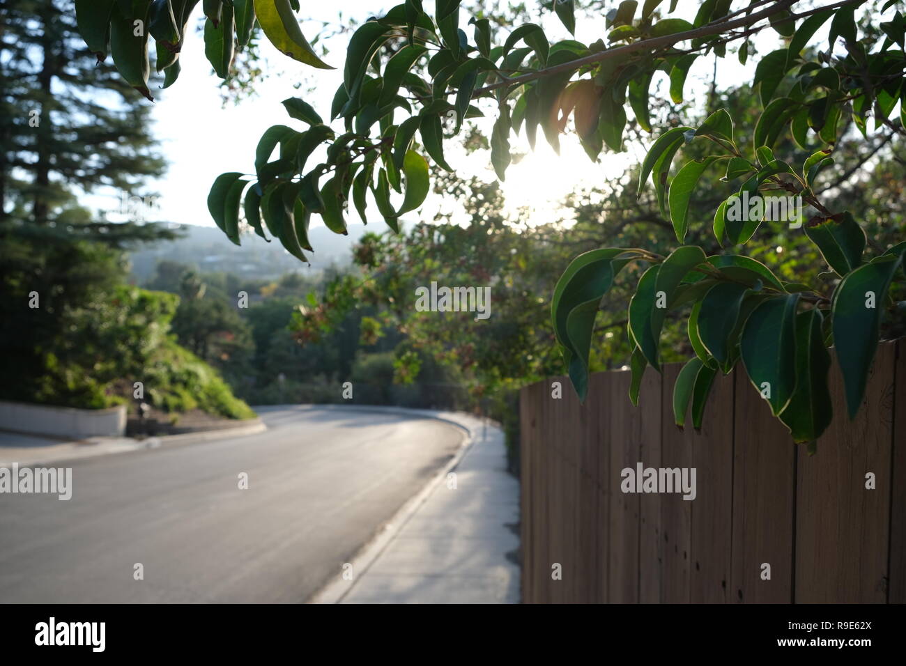 Tree leaves framing road bend Stock Photo - Alamy