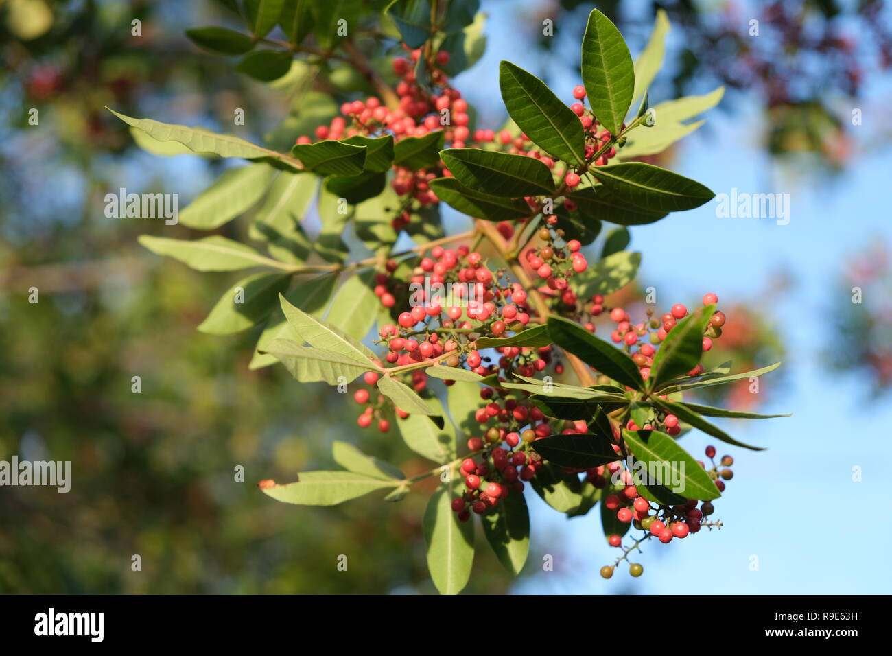 Berries on tree branches Stock Photo - Alamy