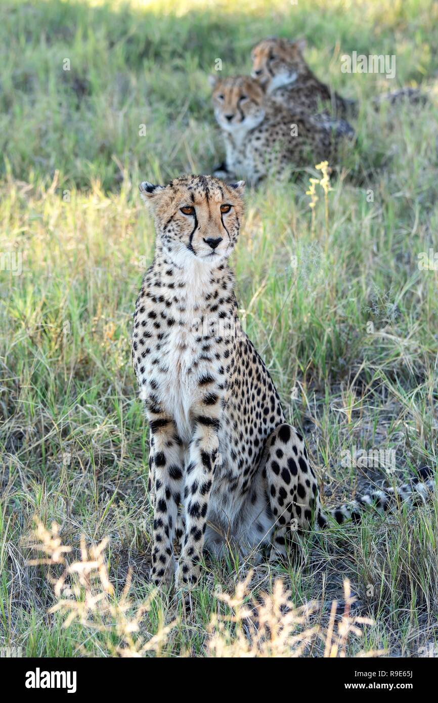 Southeast African cheetah (Acinonyx jubatus) in Botswana, Africa is ...