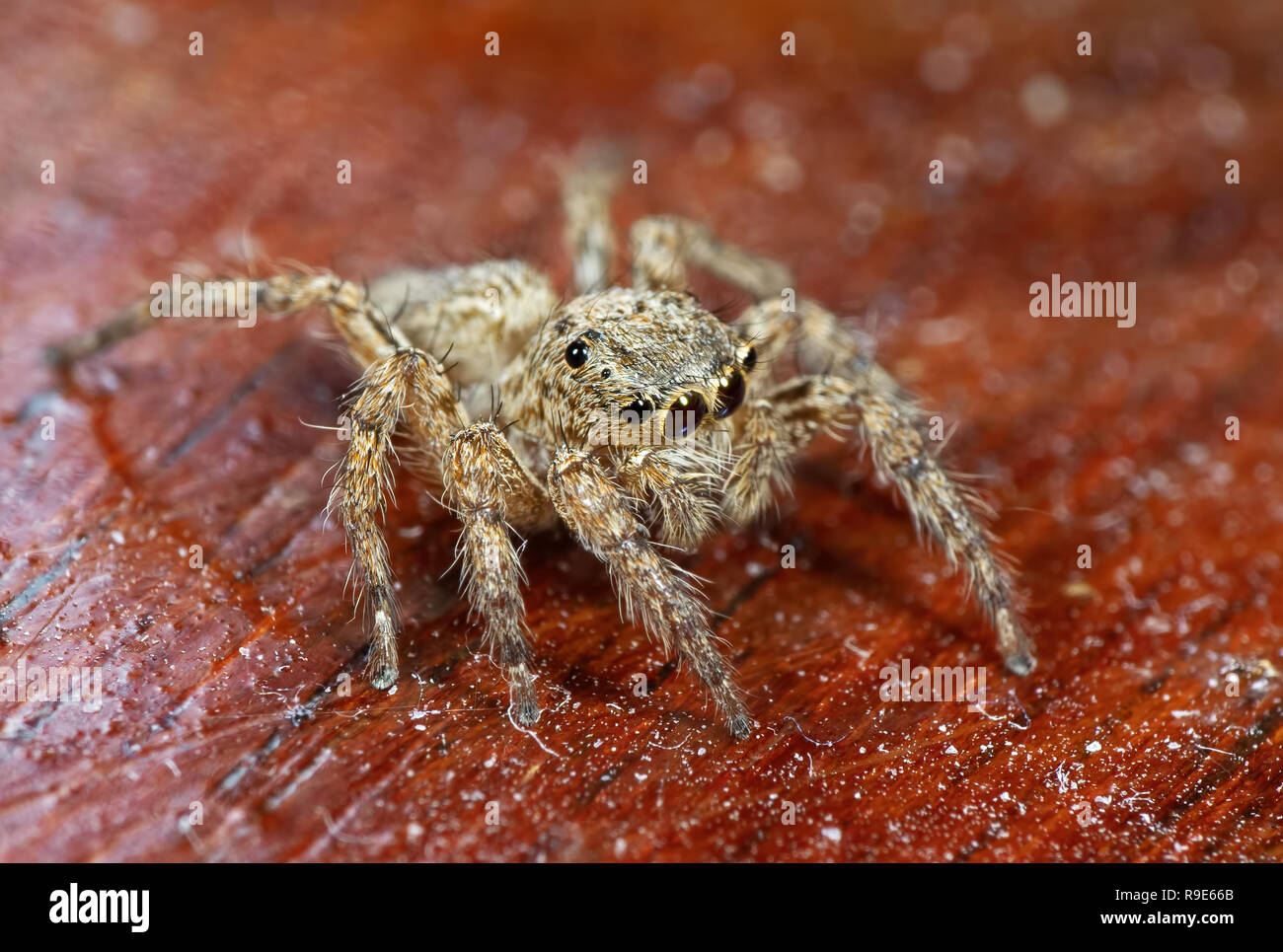 Macro Photography of Jumping Spider on Wooden Floor Stock Photo - Alamy