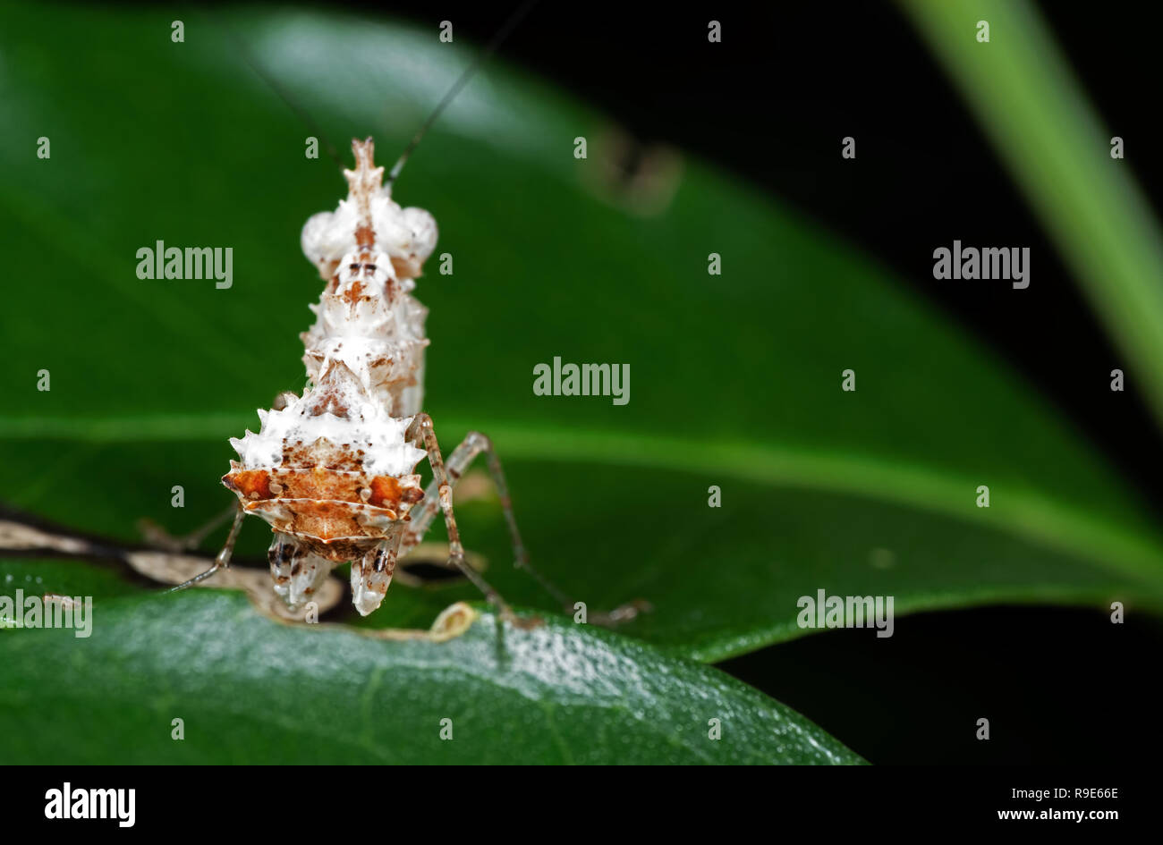 Macro Photography of Bottom of White Boxer Mantis on Green Leaf Stock ...