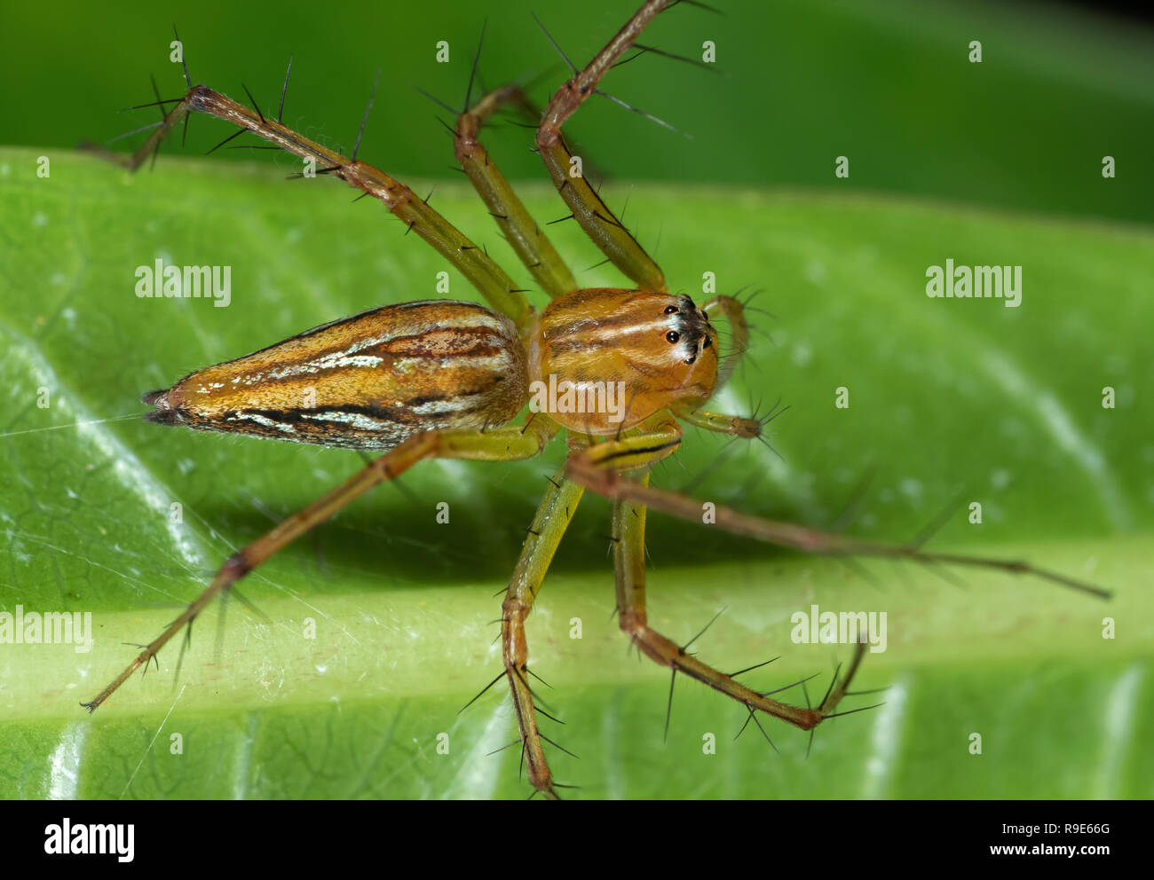 Macro Photography of Jumping Spider on Green Leaf Stock Photo - Alamy