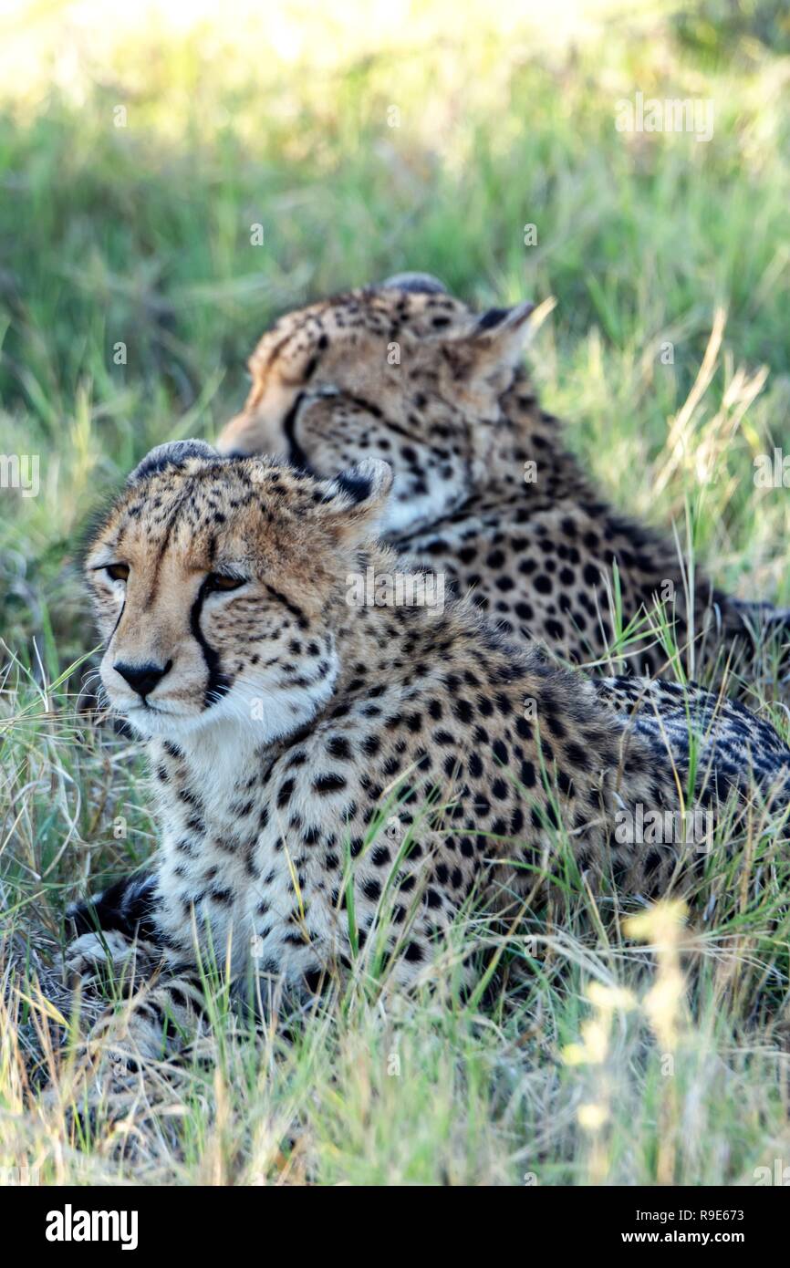 Southeast African cheetah cubs (Acinonyx jubatus) in Botswana, Africa ...