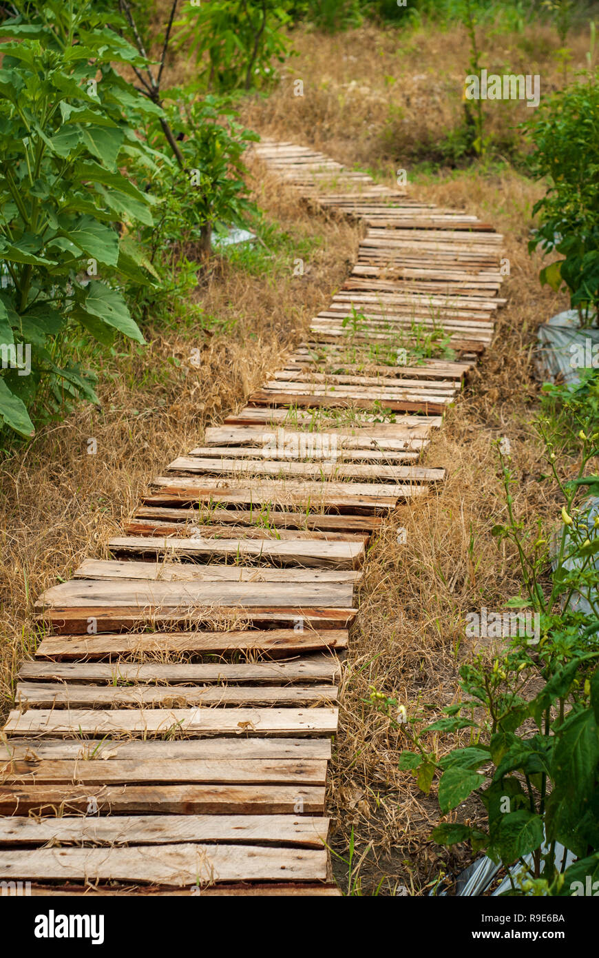 Beautiful wooden pathway hi-res stock photography and images - Alamy