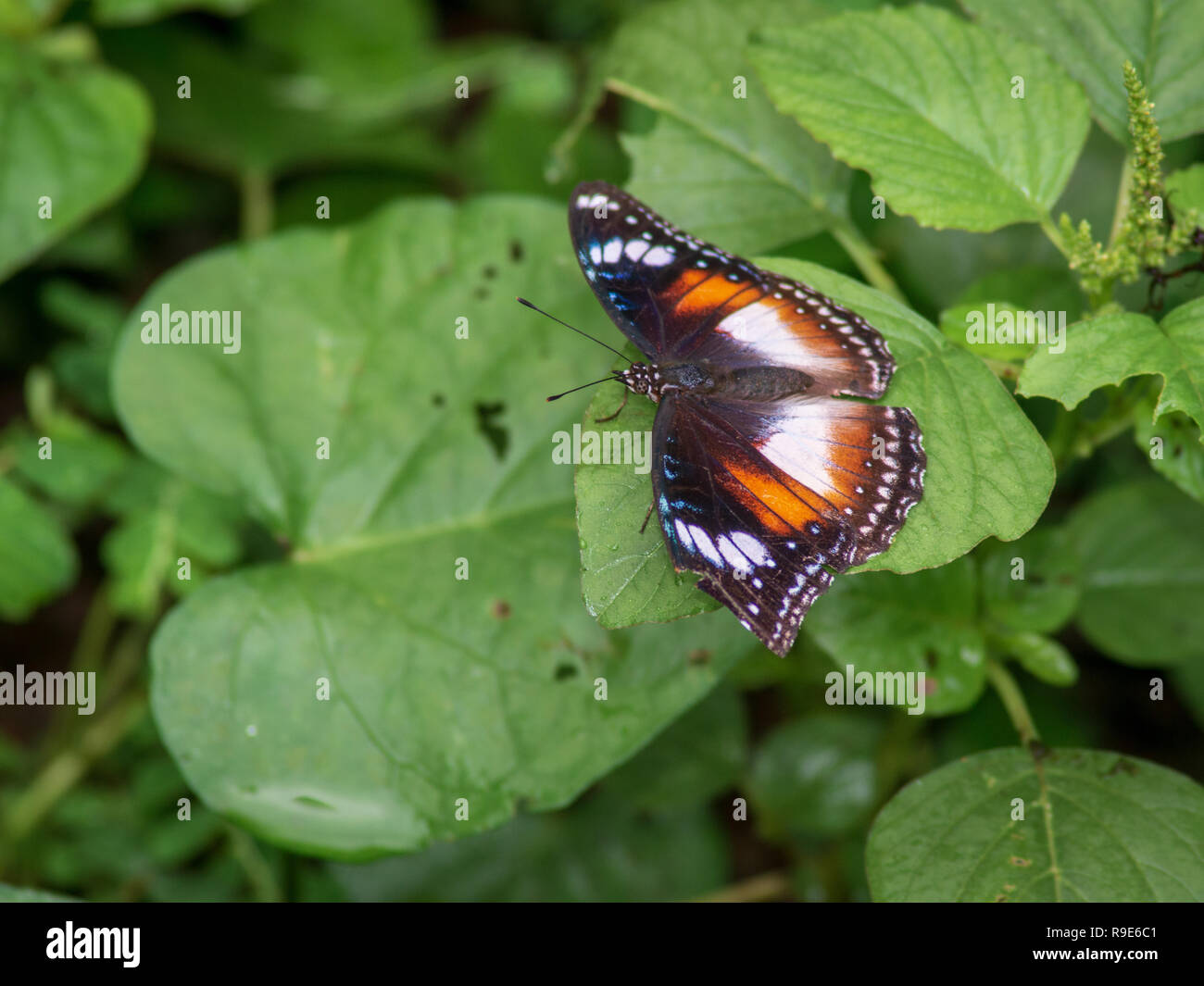 Single butterfly hi-res stock photography and images - Alamy