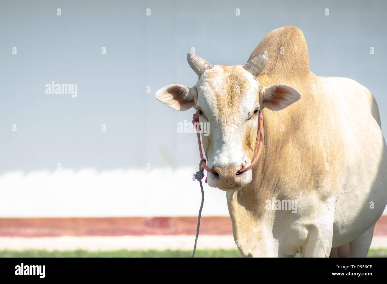 White cow standing front view and copy space Stock Photo - Alamy