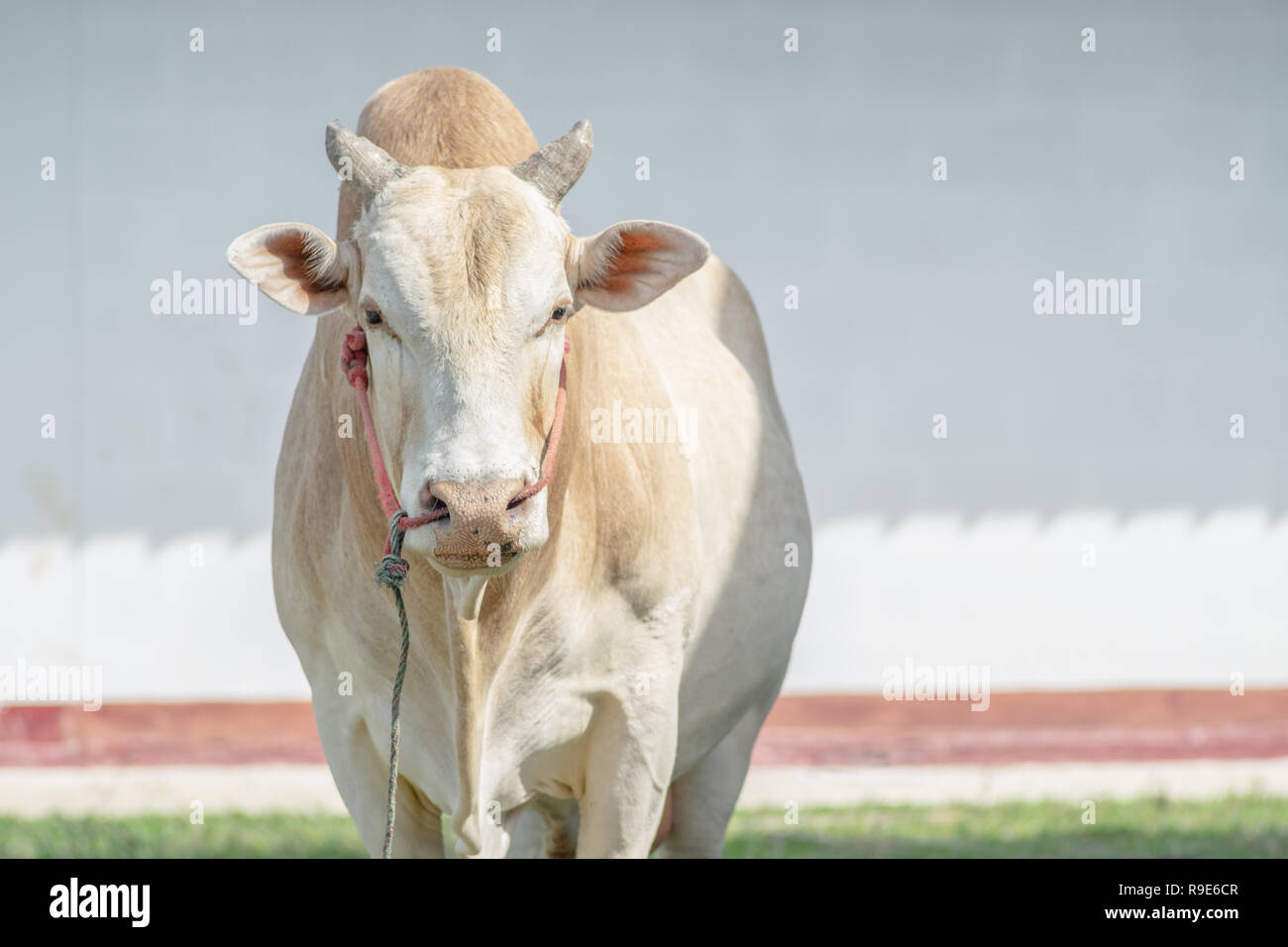 White cow standing front view and copy space Stock Photo - Alamy