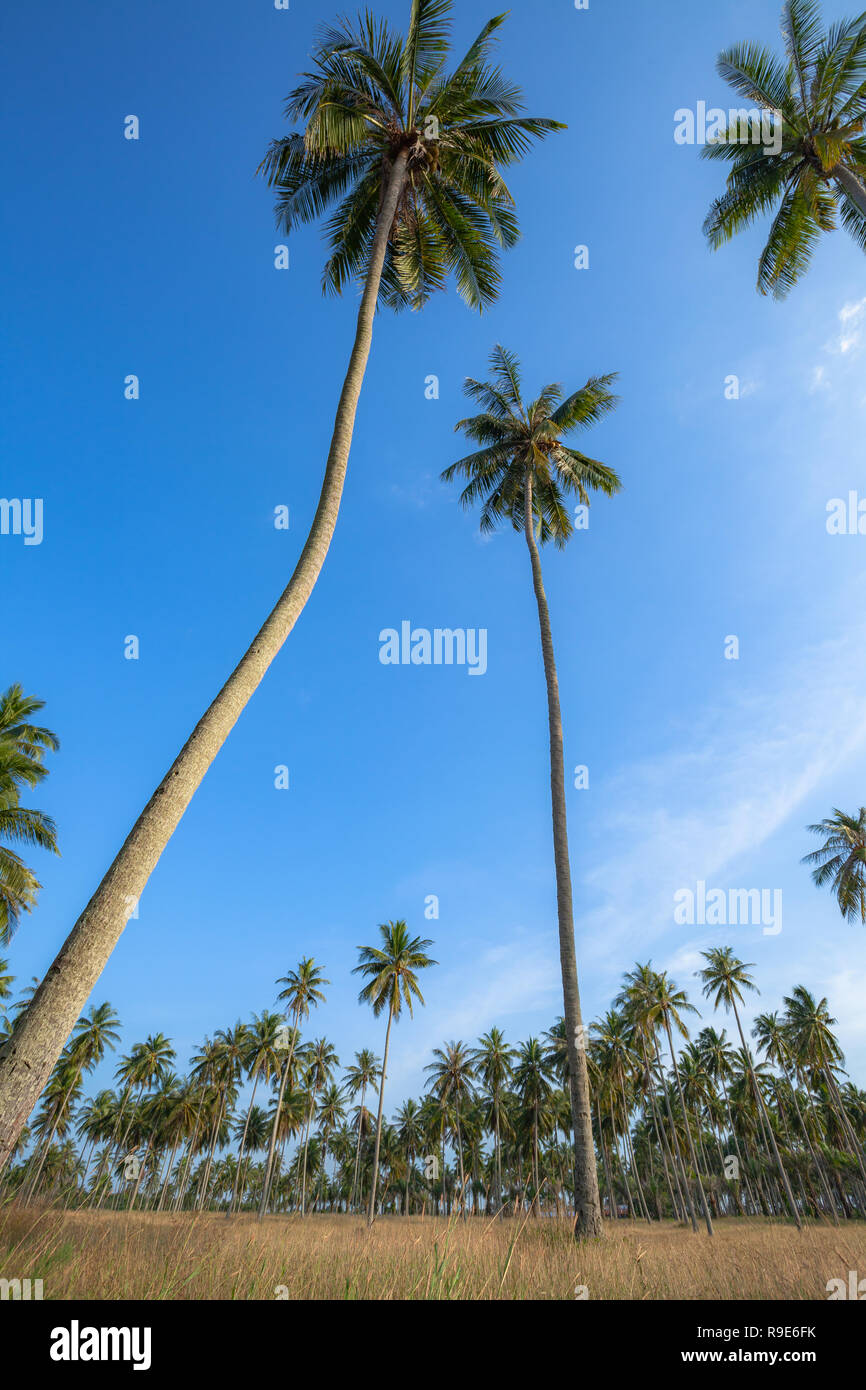 coconut field on the mountain beside Pilay beach Phang Nga Stock Photo ...