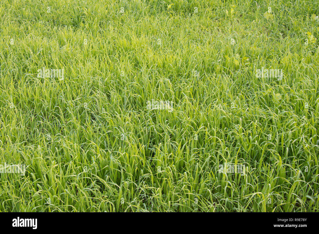 Wheat ear vector hi-res stock photography and images - Alamy