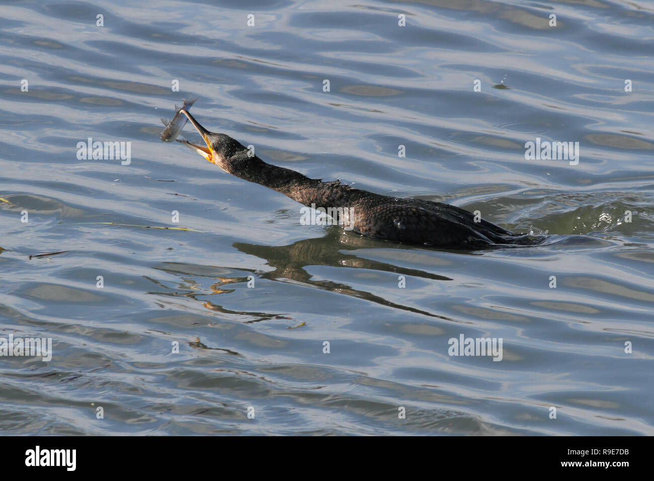 Cormorant fishing, Douro river, Porto, Portugal Stock Photo - Alamy