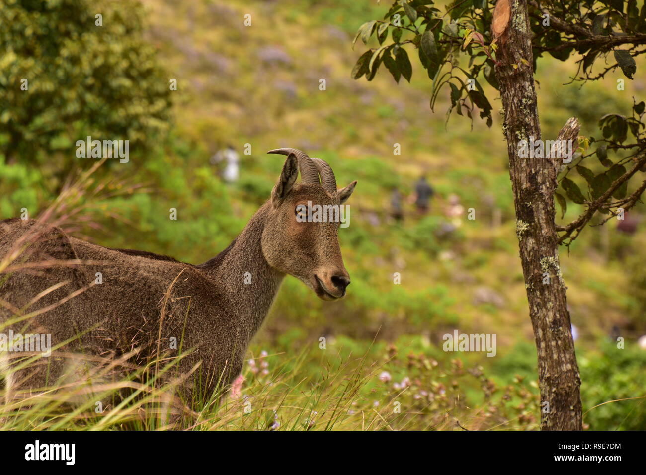 Endangered goat hi-res stock photography and images - Alamy