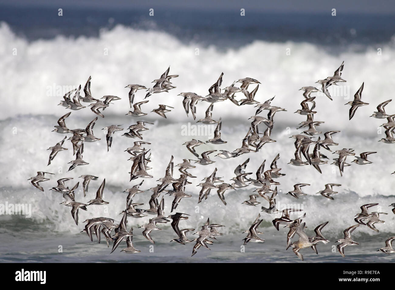 Flock of little shorebirds - sea birds - flying over waves in a seaside ...