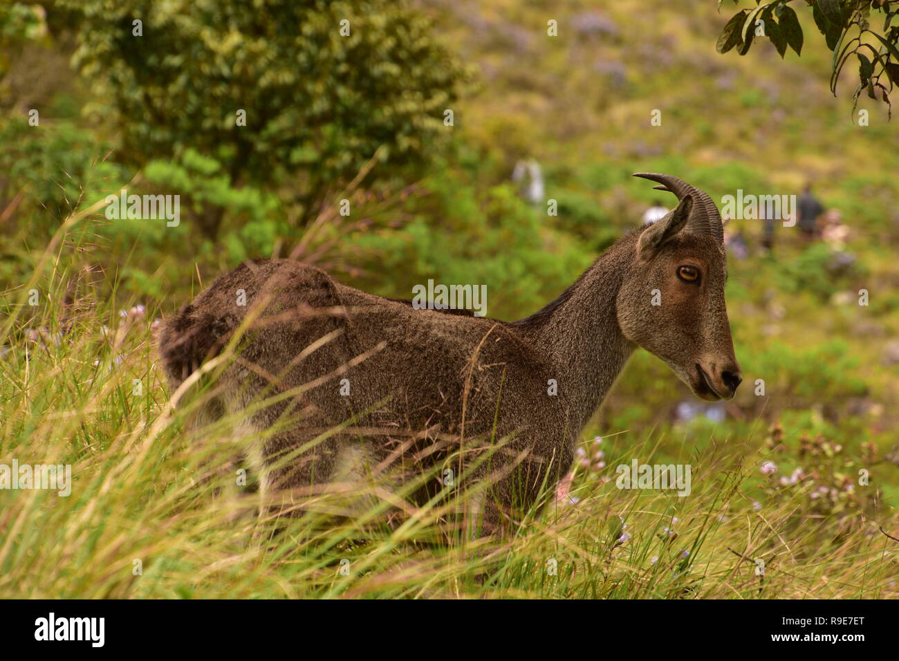 Endangered species of goat hi-res stock photography and images - Alamy