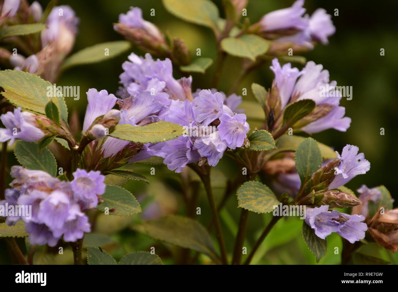 Kerala monsoon flower hi-res stock photography and images - Alamy