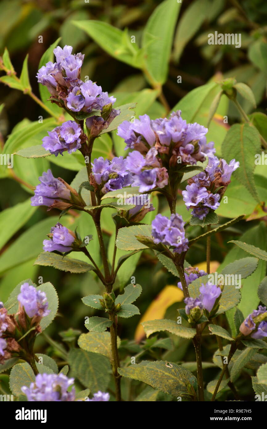 Neelakurinji Flowers that bloom once in 12 years, Eravikulam National ...